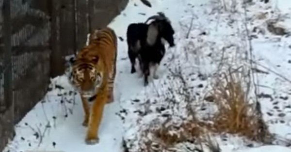 This Unusual Friendship Between A Goat And A Siberian Tiger Is Just ...