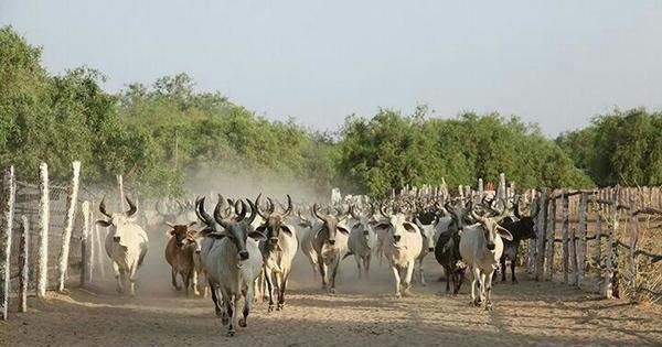 This Kolkata NGO Has Come Up With #SelfieWithGoMata Campaign To Protect ...