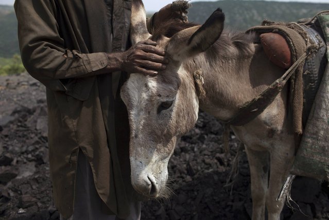 Here’s How A Sanctuary In Ahmedabad Is Using Donkeys To Treat ...