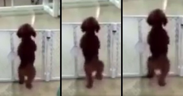 This Dog Is Every Dog Who’s Ever Waited For Their Owner To Come Back ...