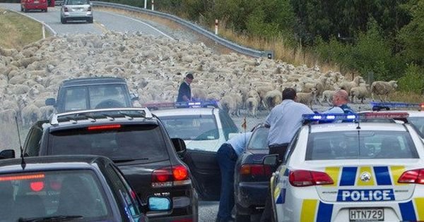 Here’s How 150 Sheep Helped New Zealand Police Catch A Car Of Fugitives ...