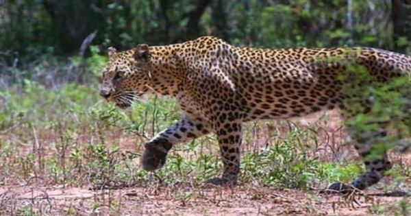 Around 135 Bengaluru Schools Stay Shut After Multiple Leopard Sightings - ScoopWhoop