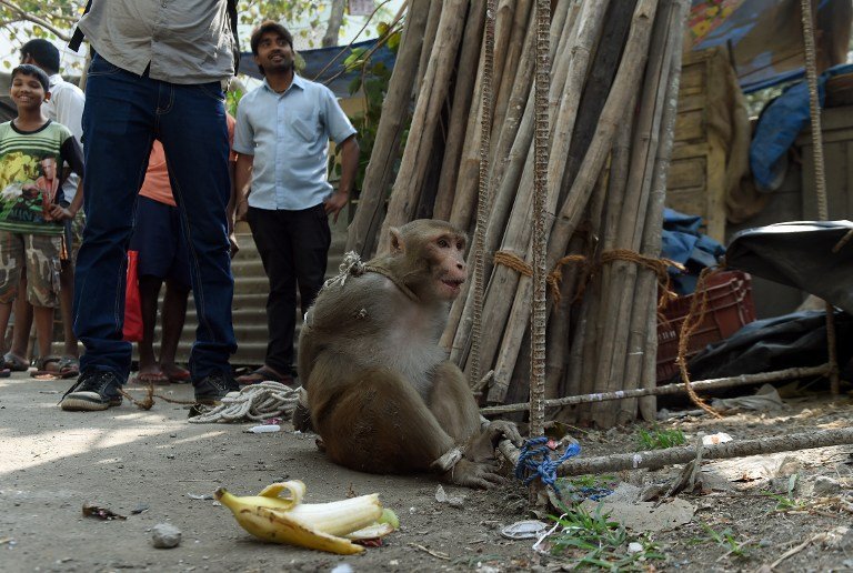 These Pictures Show How A Monkey Was Caught Tied, Caged And Taken Away ...