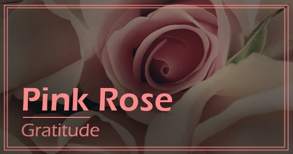 On Rose Day Here’s Your Guide To What Different Coloured Roses Signify ...