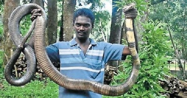 Kerala's snake man who has rescued more than 50,000 snakes