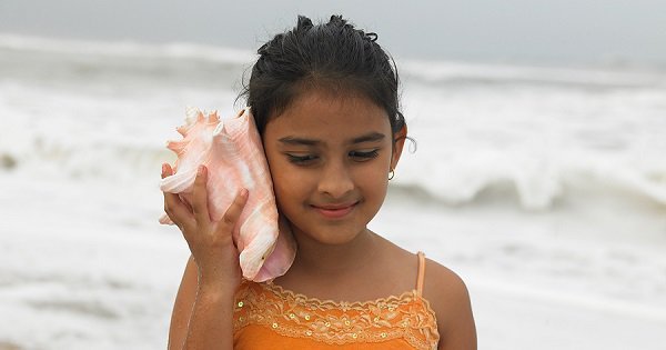 Everyone Knows Seashells Make The Sound Of The Ocean. But Do You Know ...