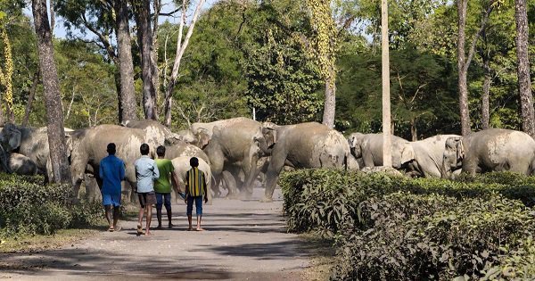 This Assamese Village Relocated Completely To Make Way For Elephants ...