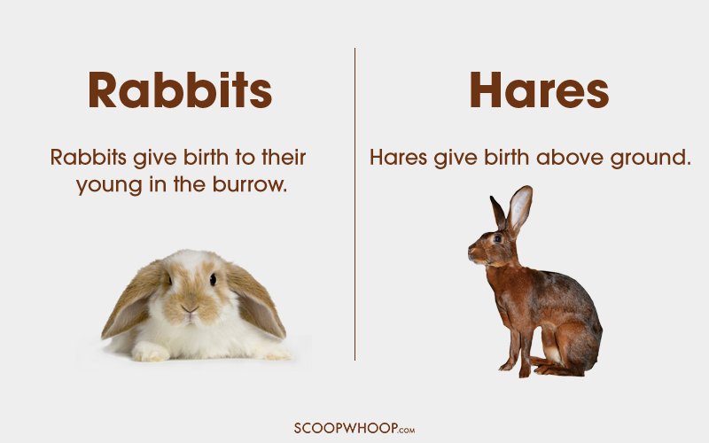 16 Things Most Of Us Think Are The Same But Actually Aren’t