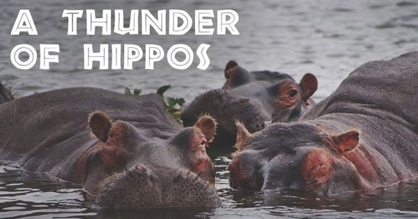 25 Of The Coolest Animal Group Names That Are Weird & Funny At The Same ...