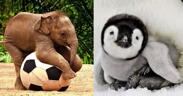 22 Cute Photos Of Baby Animals That Will Give You All The Feels ...
