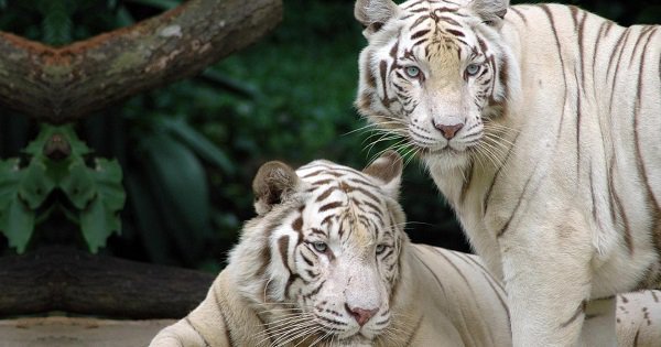 World's first white tiger sanctuary launched in Madhya Pradesh