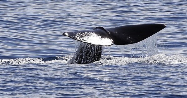 Gigantic Five-Million-Year-Old Whale Tooth Found In Australia