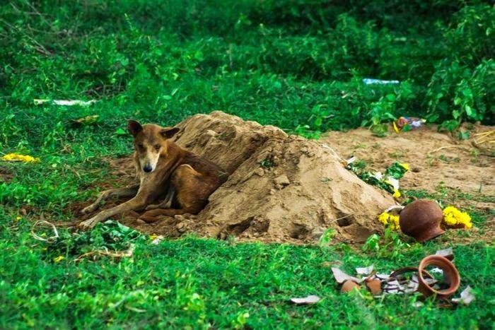 10 Heartwarming Stories Of Human-Animal Friendships That Will Move You ...