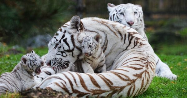 The Story Of Mohan, The Ancestor Of All White Bengal Tigers, Is ...