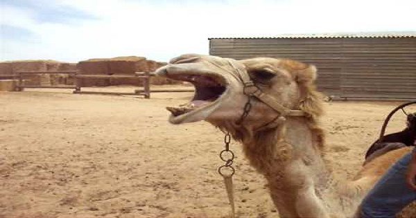 Angry Camel Decapitates Man After Standing Out In The Sun All Day In ...