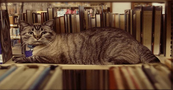 Browser The Cat, Who Lived In A US Library For 6 Years Has Just Been ...