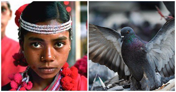 This Humble Nomadic Gypsy Tribe Is Helping Chennai Airport Get Rid Of ...