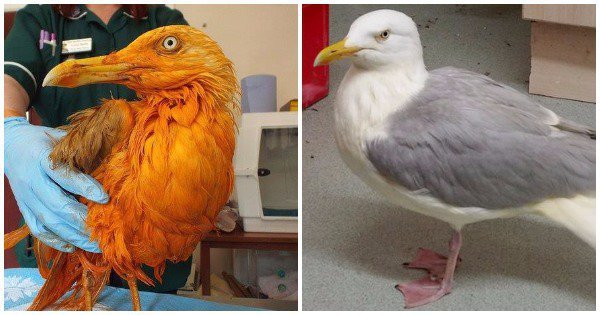 Meet ‘Spice Gull’, The Gull Who Fell Into Curry And Turned Orange!