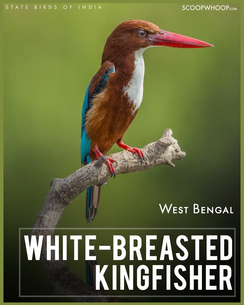 A List of Indian State Birds