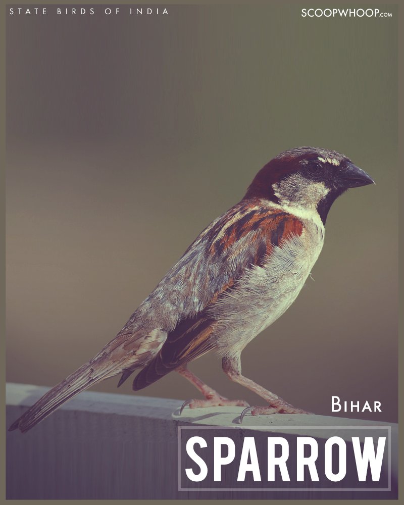 A List of Indian State Birds