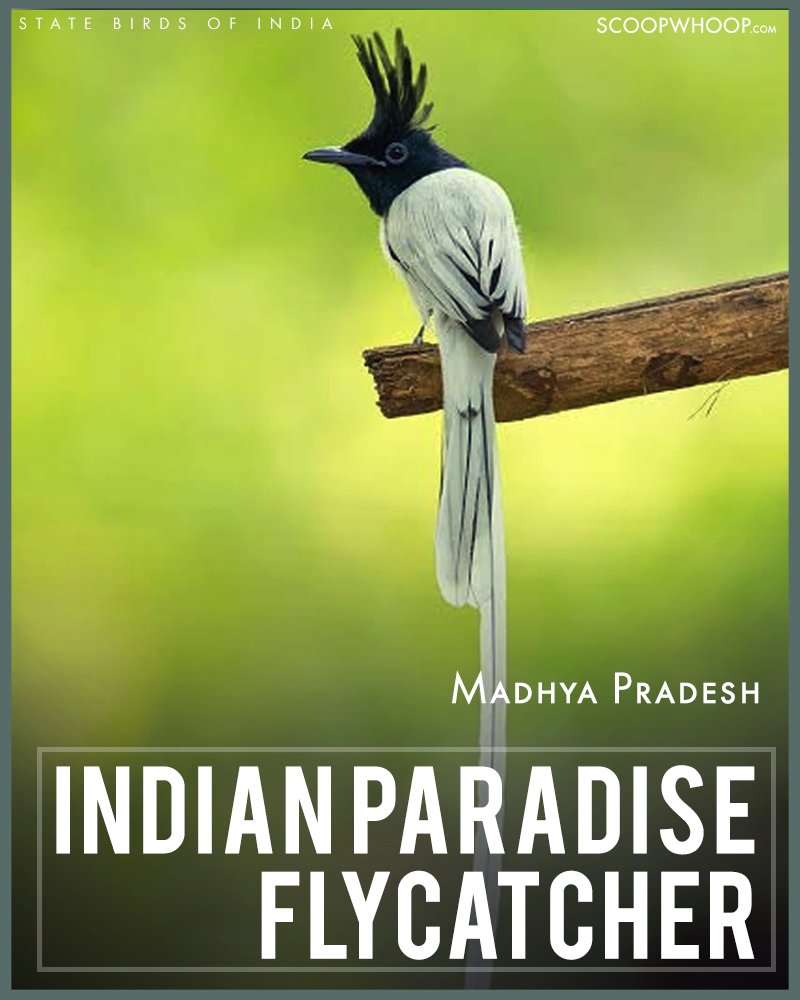 A List of Indian State Birds