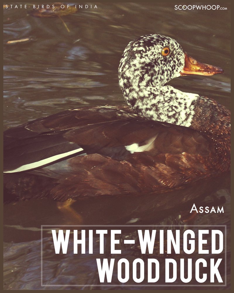 A List of Indian State Birds