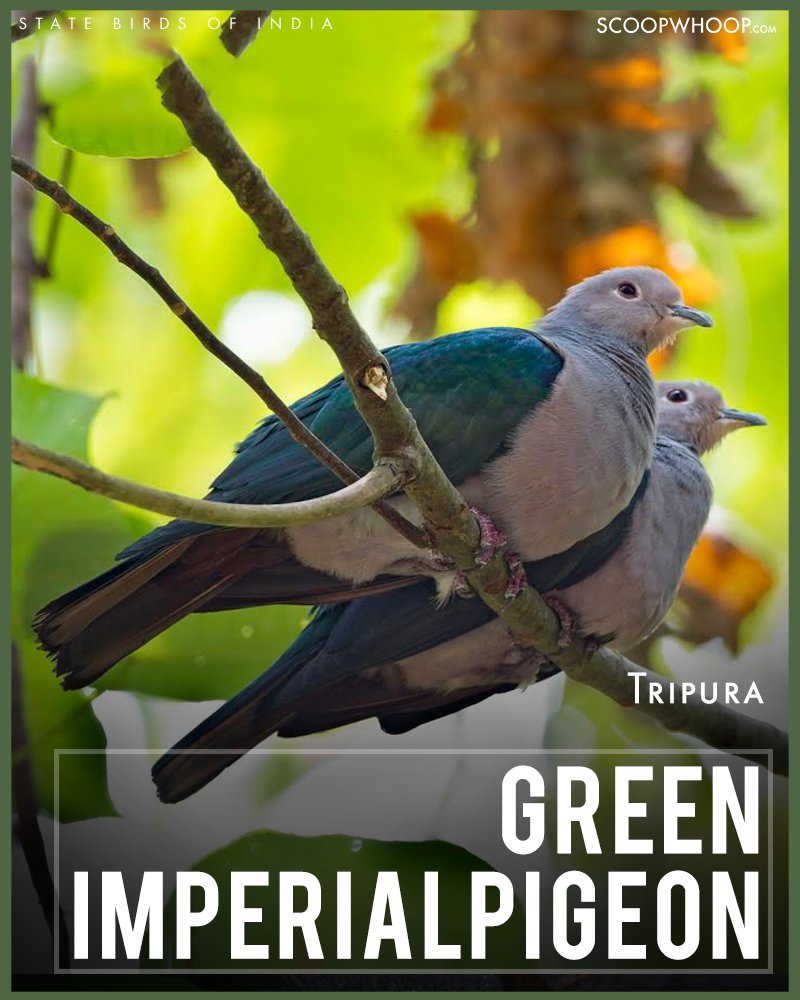 A List of Indian State Birds