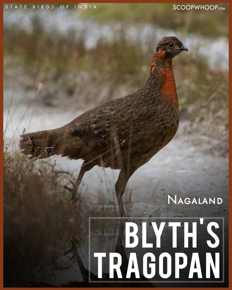 A List of Indian State Birds