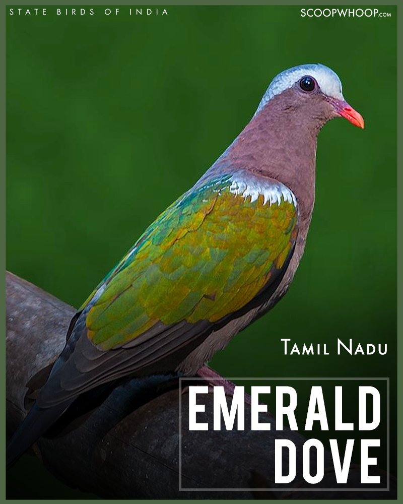 A List of Indian State Birds