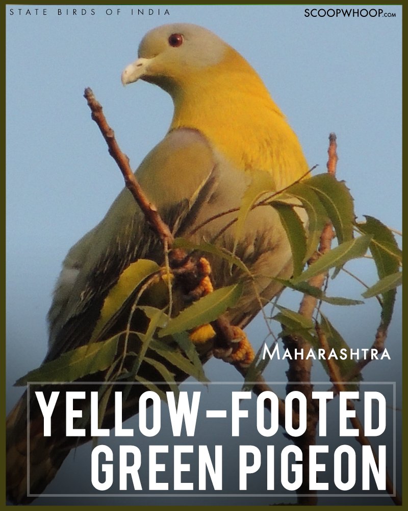 A List of Indian State Birds