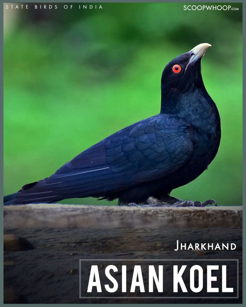 A List of Indian State Birds