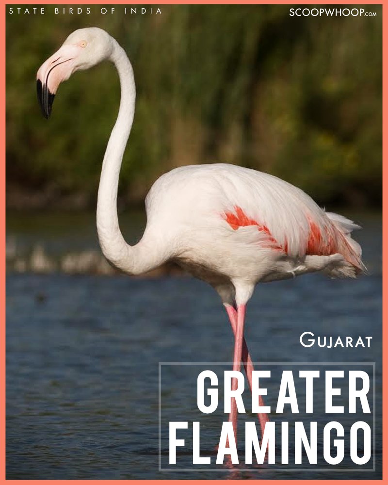 A List of Indian State Birds