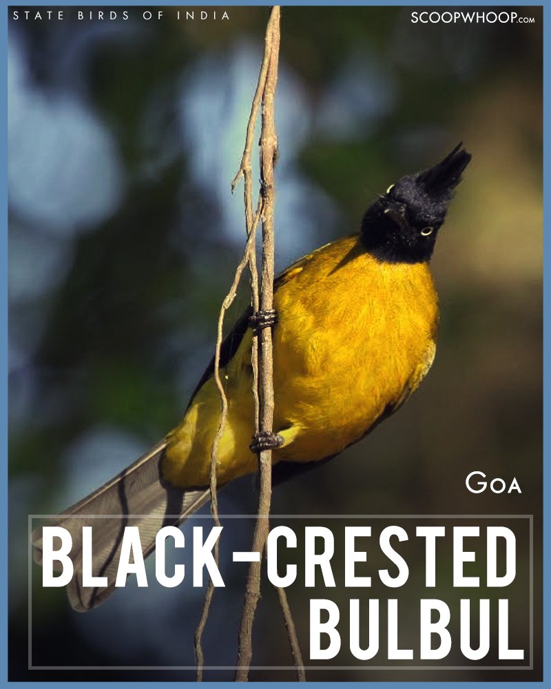 A List of Indian State Birds