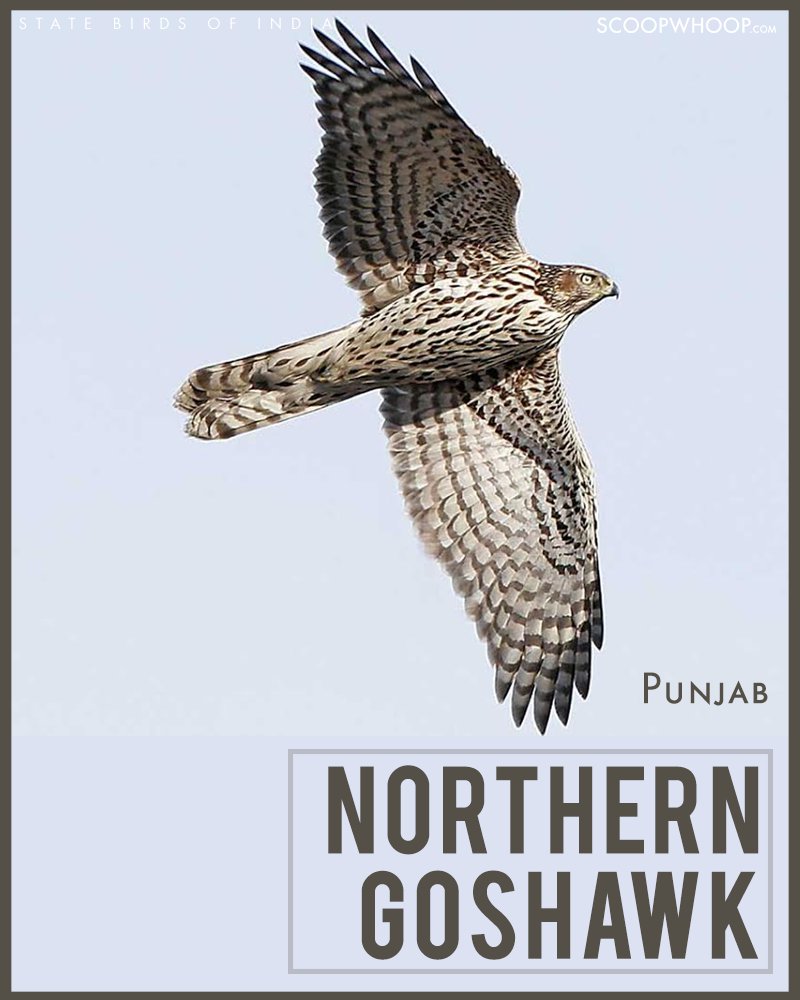 A List of Indian State Birds