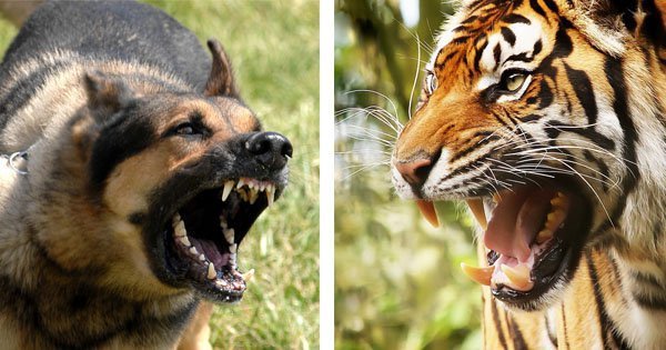 Heroic Dog Gives Up His Life While Protecting His Master From A Tiger ...