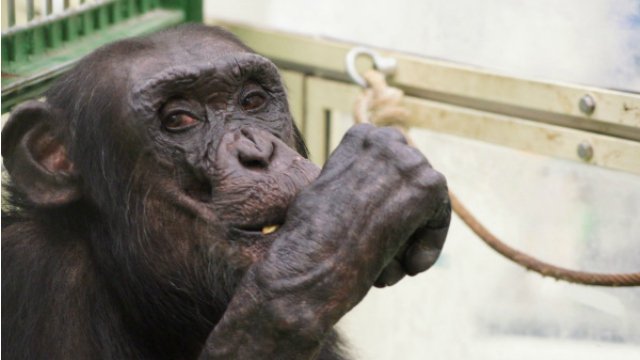 Paralysed chimp learns to walk again with the help of touch screen
