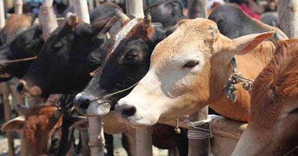 After Punjab, Now Haryana May Also Levy ‘Cow Cess’ In The State