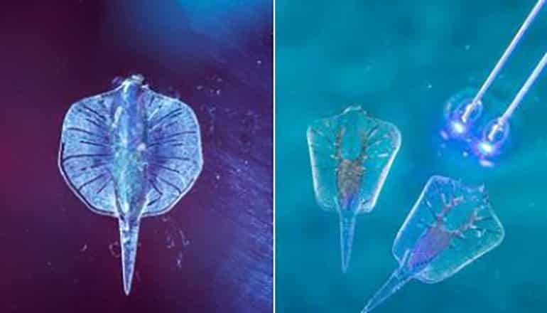 Meet The World’s First Artificial Animal, Which Has An Important ...