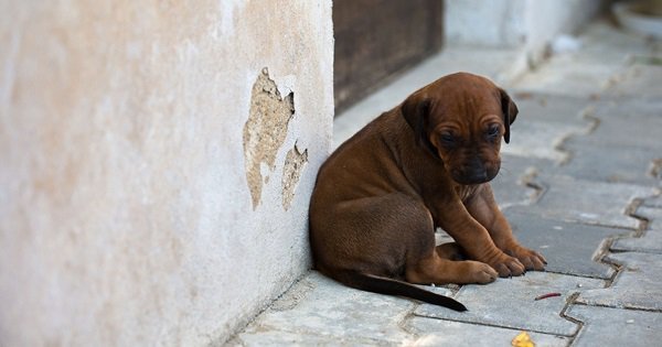 Abandoned By Their Owners, These Poor Dogs Are Left To Fend For ...