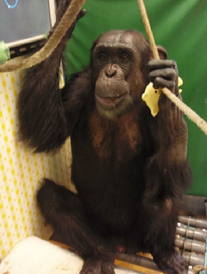 Paralysed chimp learns to walk again with the help of touch screen