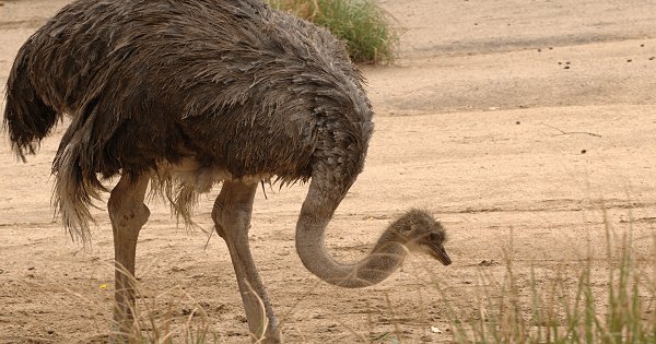 The Last Remaining Ostrich In The Delhi Zoo Dies Under Mysterious ...