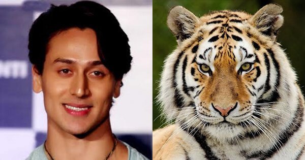 On International Tiger Day, Tiger Shroff Reveals How He Got His Name. I ...