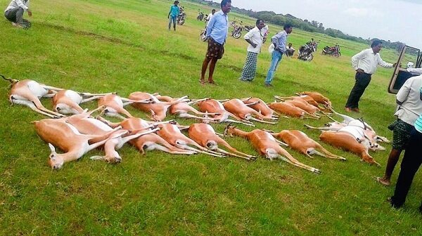 25 Blackbucks Die In Telangana After Grazing On ‘Poisoned’ Maize