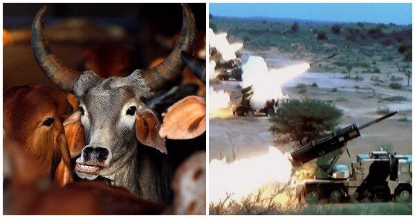 Spiritual-Guru-Turned MP Govt Official Says A Cow Can Trigger The Next ...