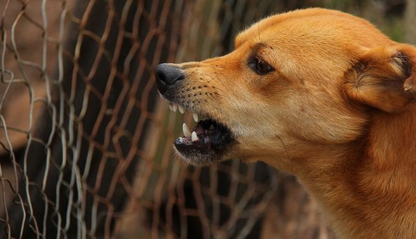 Stray Dogs Maul To Death A Woman In Kerala, Severely Injure Another