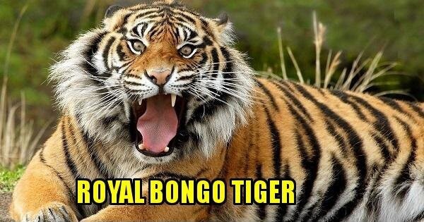 West Bengal Might Be Renamed To Bongo & The Internet Is Losing Its Shit ...