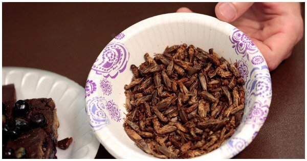 Farmers In Majuli Island Are Eating Their Beetles To Protect Crops From ...