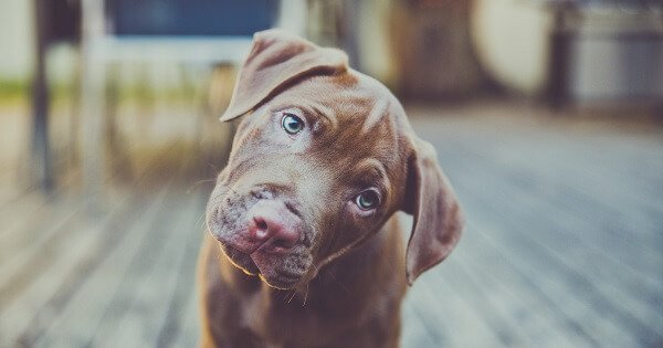 Science Says Your Dogs Know Exactly What You’re Saying When You Talk To ...