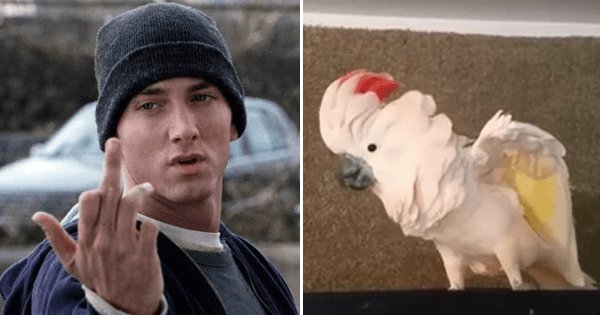 This Cockatoo Going Crazy Cussing & Swearing Will Remind You Of Every ...