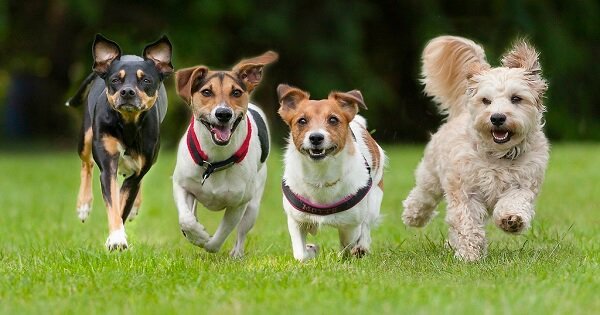 What Happens When A Pack Of Dogs Surprise You At Work? This Video ...